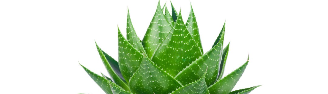 Bionic Health - Bionic Air